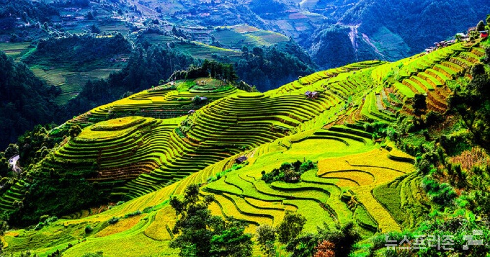 [여행]베트남의 북부 무창카이(Mu Cang Chai) 다락논 기행